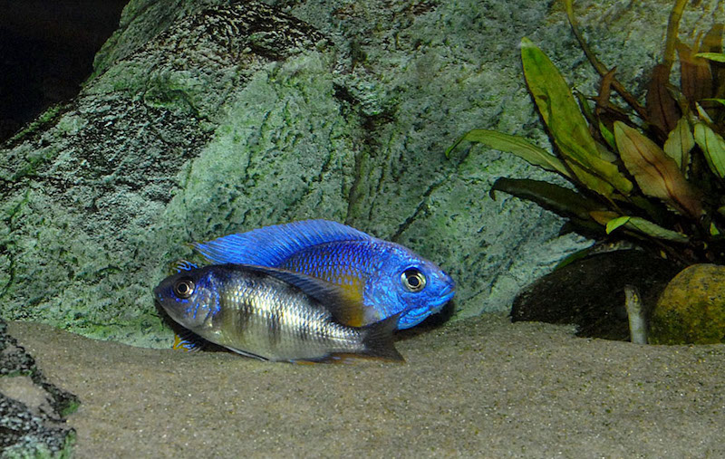 Protomelas sp. 'steveni taiwan' Higga Reef