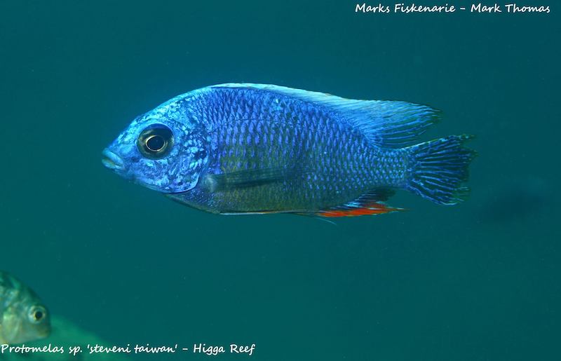 Protomelas sp. 'steveni taiwan' Higga Reef