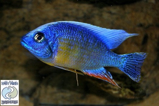 Protomelas sp. 'steveni taiwan' Higga Reef