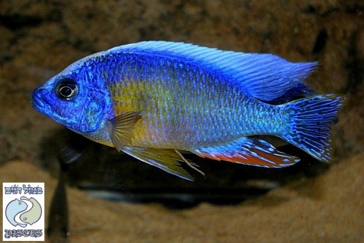 Protomelas sp. 'steveni taiwan' Higga Reef