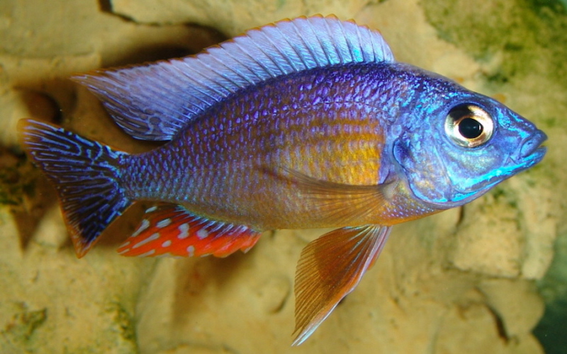 Protomelas sp. 'steveni taiwan' Taiwan Reef