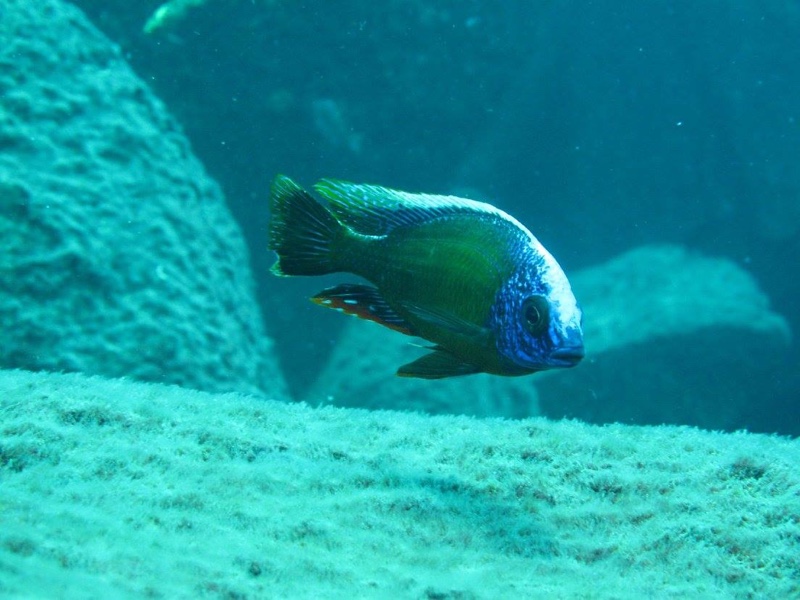 Protomelas sp. 'steveni taiwan' Taiwan Reef