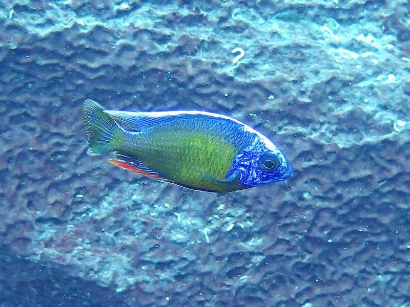 Protomelas sp. 'steveni taiwan' Taiwan Reef