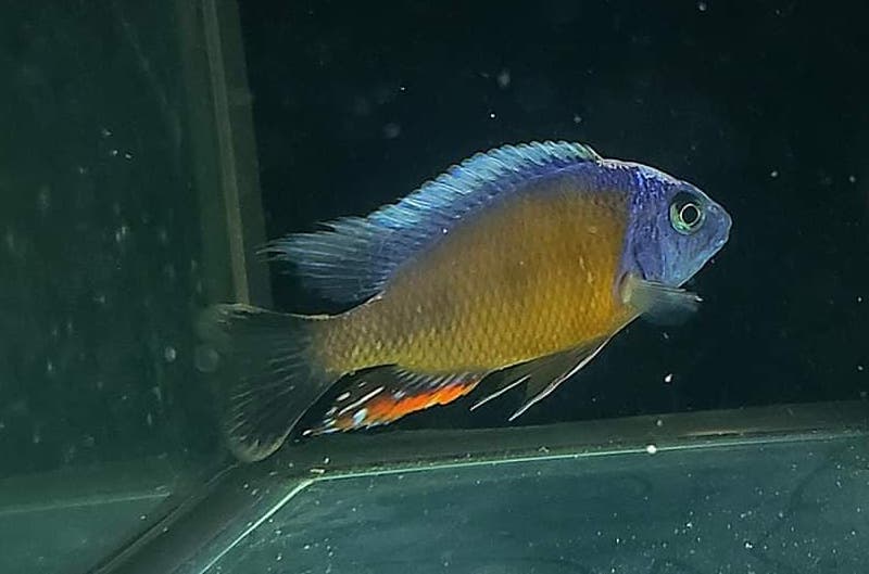 Protomelas sp. 'steveni taiwan' Taiwan Reef