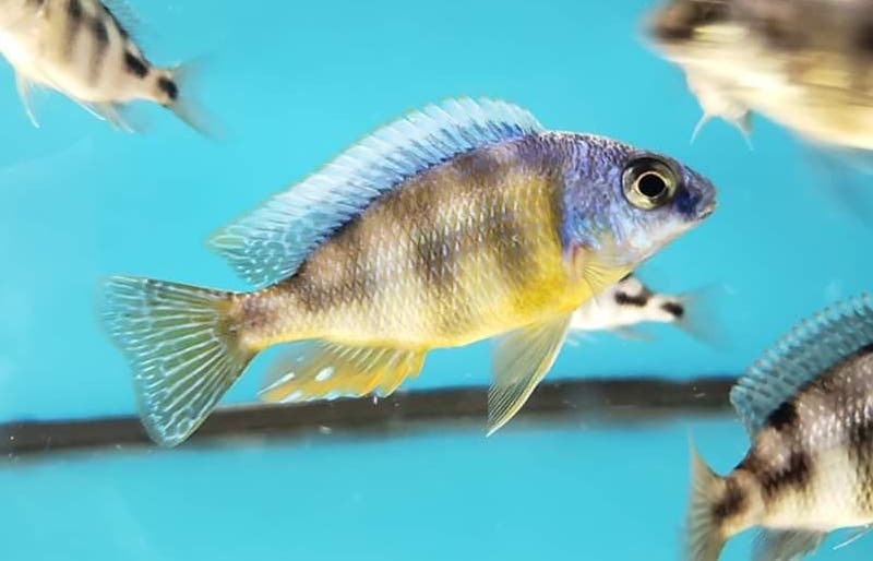 Protomelas sp. 'steveni taiwan' Taiwan Reef