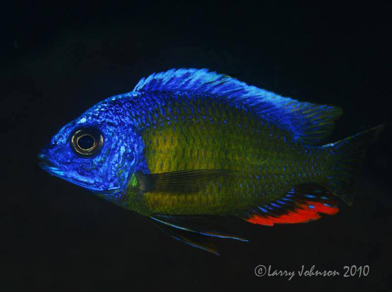 Protomelas sp. 'steveni taiwan' Taiwan Reef