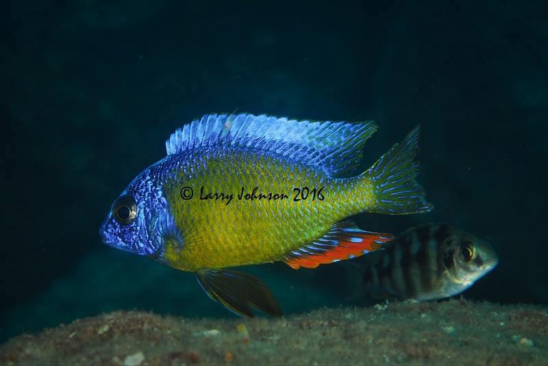 Protomelas sp. 'steveni taiwan' Taiwan Reef