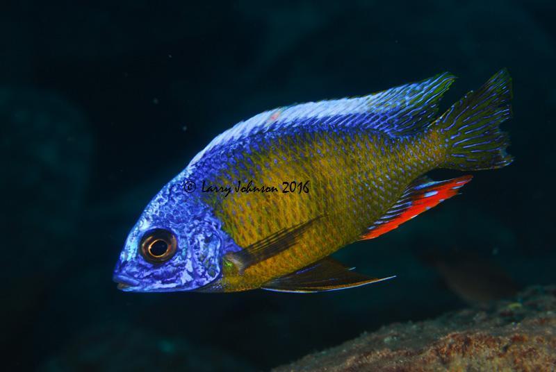 Protomelas sp. 'steveni taiwan' Taiwan Reef