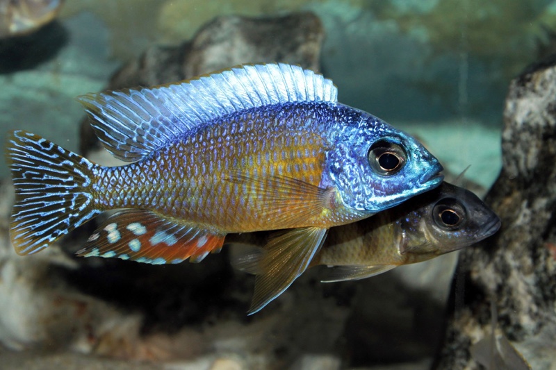 Protomelas sp. 'steveni taiwan' Taiwan Reef