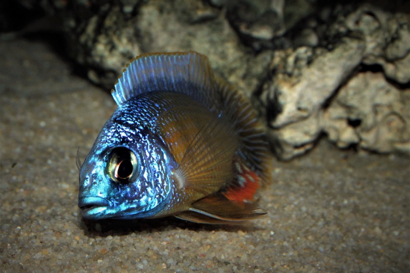 Protomelas sp. 'steveni taiwan' Taiwan Reef