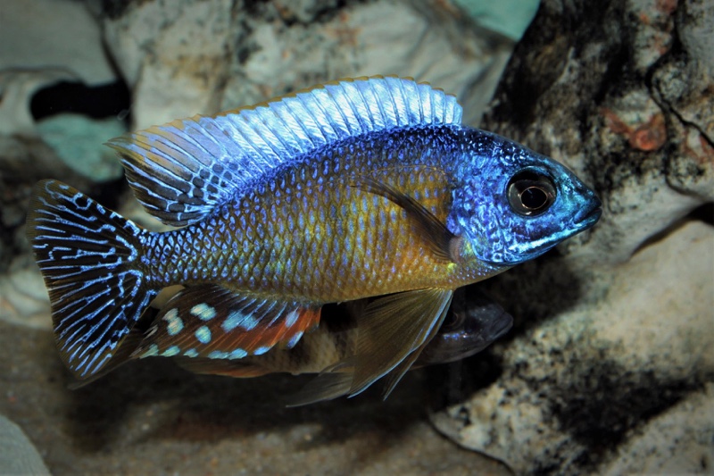 Protomelas sp. 'steveni taiwan' Taiwan Reef