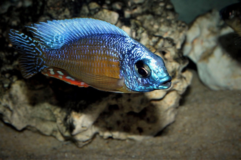 Protomelas sp. 'steveni taiwan' Taiwan Reef