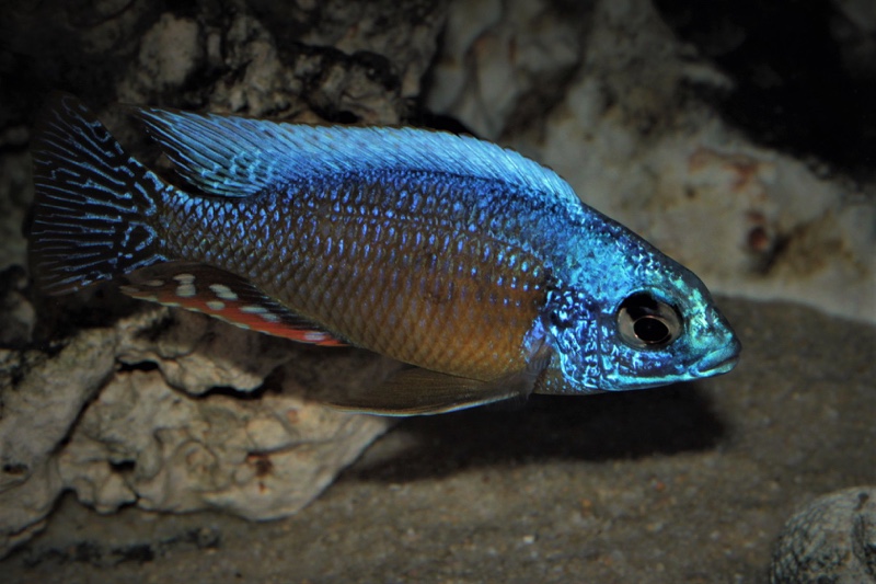 Protomelas sp. 'steveni taiwan' Taiwan Reef