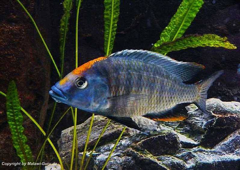 Protomelas spilonotus 'Mbenji Island'