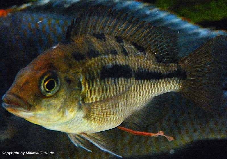 Protomelas spilonotus 'Mbenji Island'