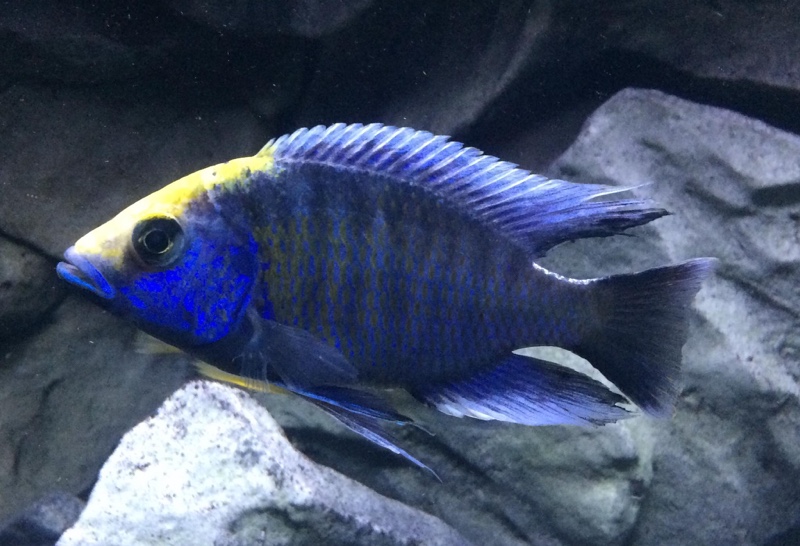 Protomelas spilonotus 'Mbenji Island'