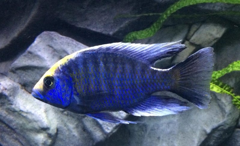 Protomelas spilonotus 'Mbenji Island'