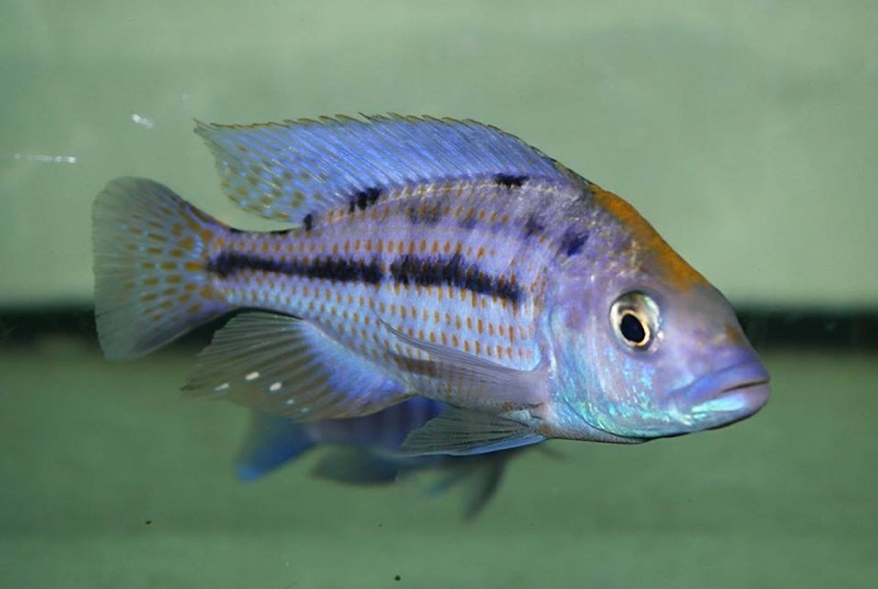 Protomelas spilonotus 'Mbenji Island'