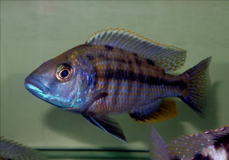 Protomelas spilonotus 'Mbenji Island'