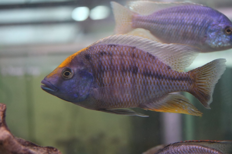 Protomelas spilonotus 'Mbenji Island'