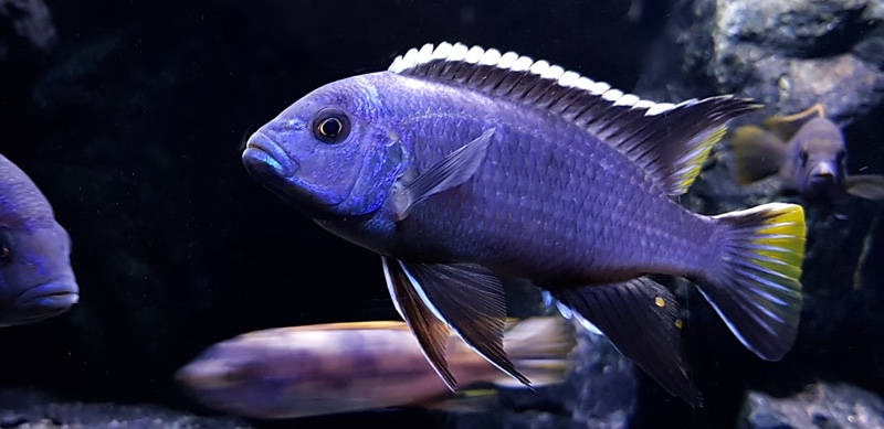 Pseudotropheus cf. elegans 'Itungi'