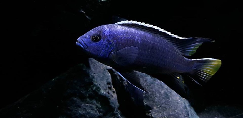 Pseudotropheus cf. elegans 'Itungi'
