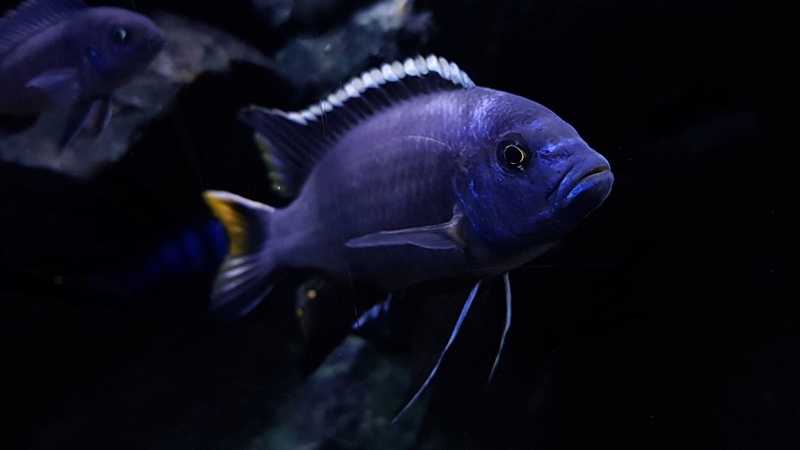 Pseudotropheus cf. elegans 'Itungi'