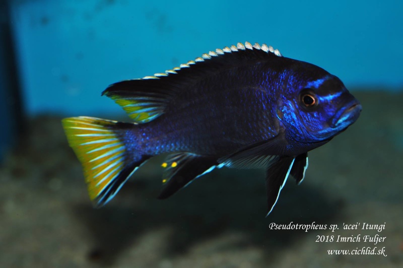 Pseudotropheus cf. elegans 'Itungi'