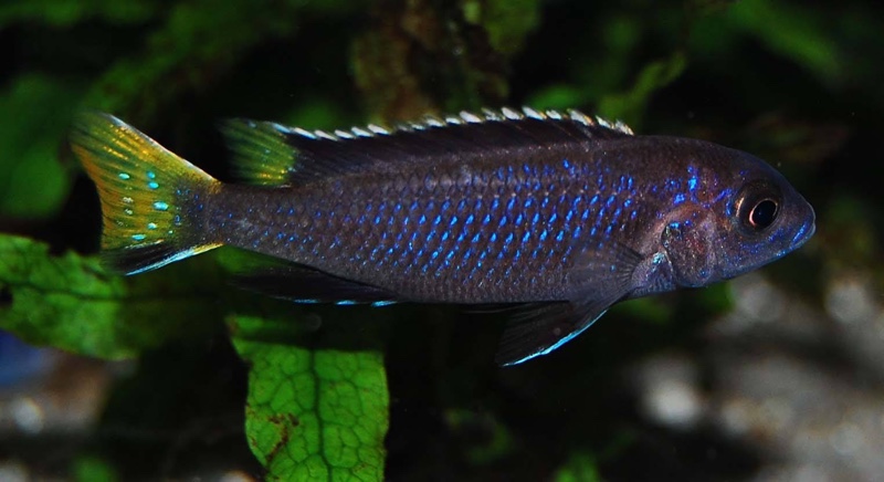 Pseudotropheus cf. elegans 'Itungi'