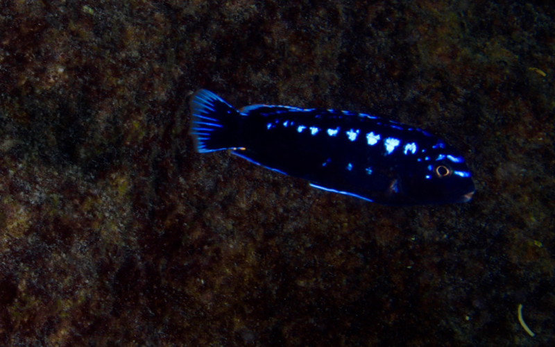 Pseudotropheus interruptus 'Machili Island'