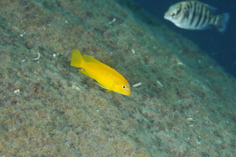 Pseudotropheus interruptus 'Machili Island'