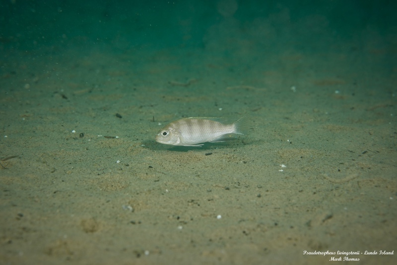 Pseudotropheus livingstonii 'Lundo Island'