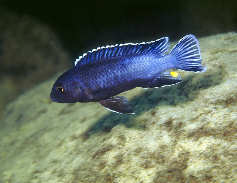 Pseudotropheus perileucos 'Membe Point'