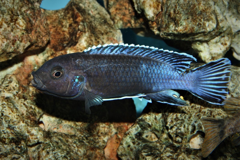 Pseudotropheus perileucos 'Membe Point'