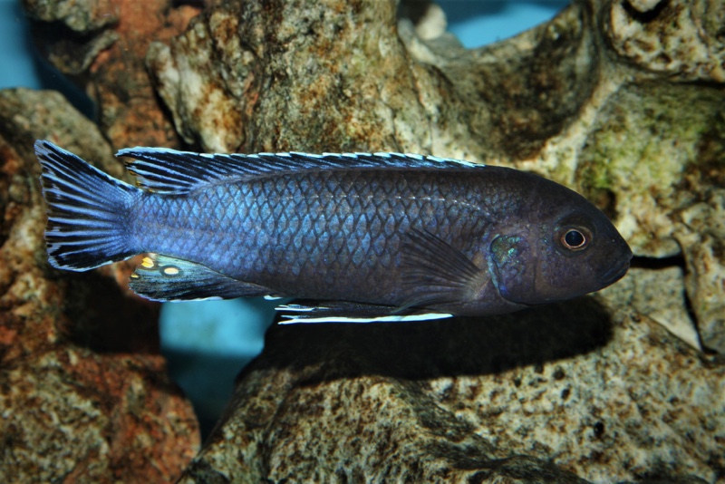 Pseudotropheus perileucos 'Membe Point'