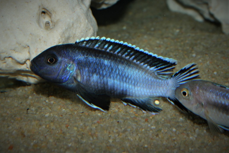 Pseudotropheus perileucos 'Membe Point'