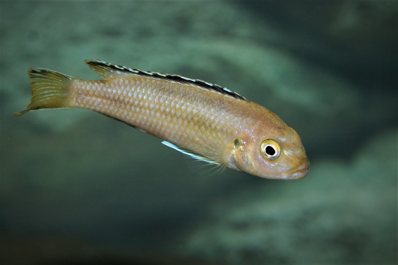 Pseudotropheus perileucos 'Membe Point'