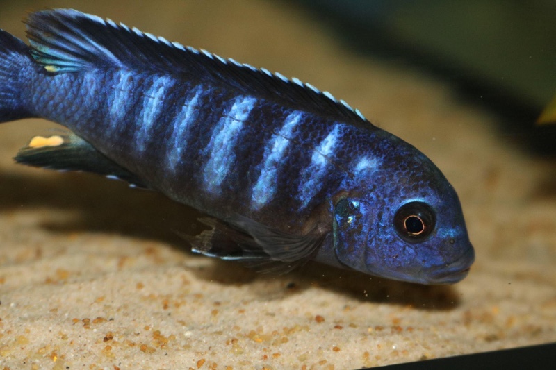 Pseudotropheus sp. 'ndumbi gold' Ndumbi Rocks