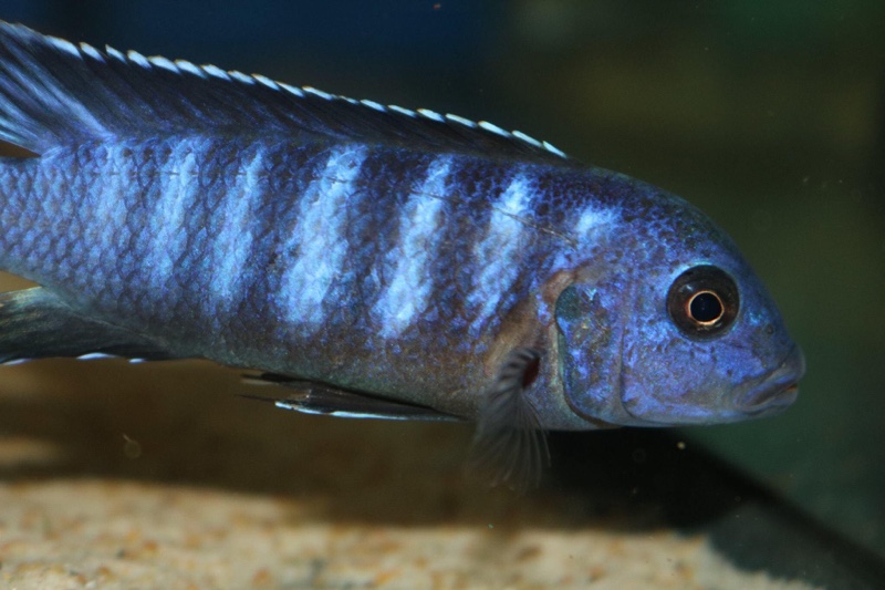 Pseudotropheus sp. 'ndumbi gold' Ndumbi Rocks