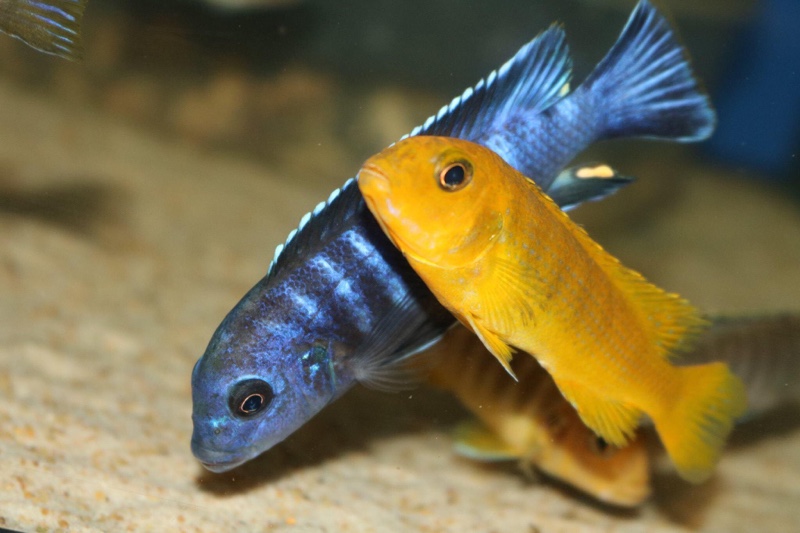 Pseudotropheus sp. 'ndumbi gold' Ndumbi Rocks