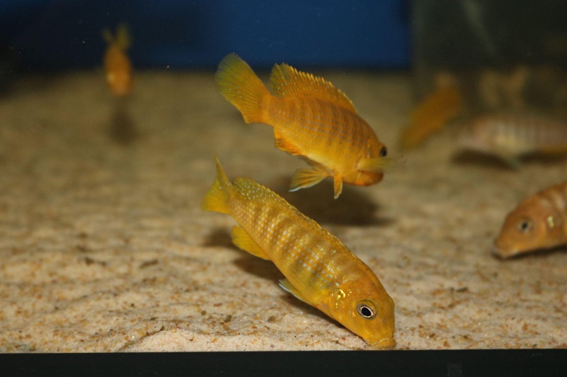 Pseudotropheus sp. 'ndumbi gold' Ndumbi Rocks