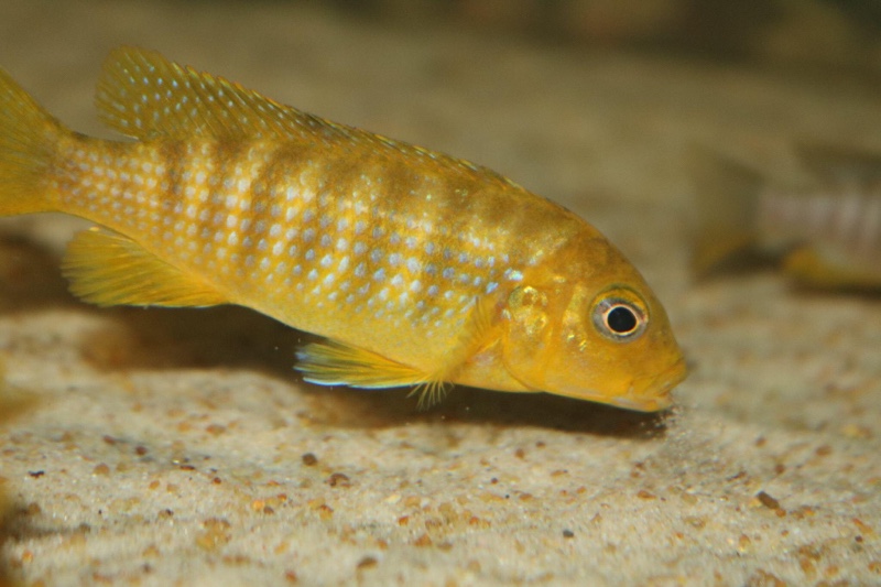 Pseudotropheus sp. 'ndumbi gold' Ndumbi Rocks