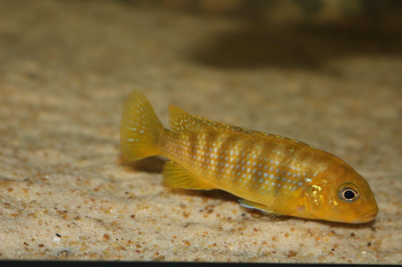 Pseudotropheus sp. 'ndumbi gold' Ndumbi Rocks