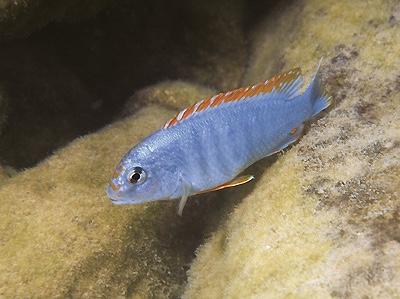 Pseudotropheus sp. 'red top ndumbi' Ndumbi Point; Pseudotropheus sp ...