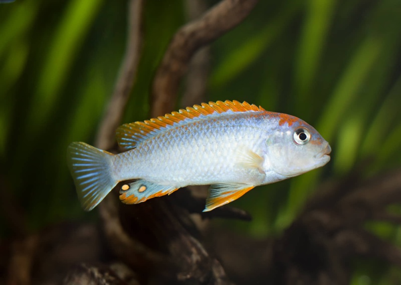 Pseudotropheus sp. 'red top ndumbi' Ndumbi Point; Pseudotropheus sp ...