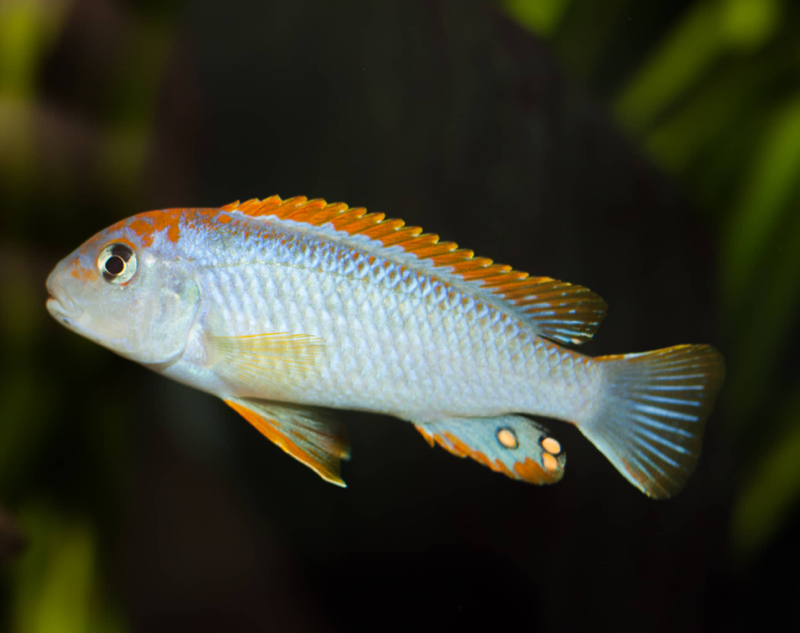 Pseudotropheus sp. 'red top ndumbi' Ndumbi Point; Pseudotropheus sp ...