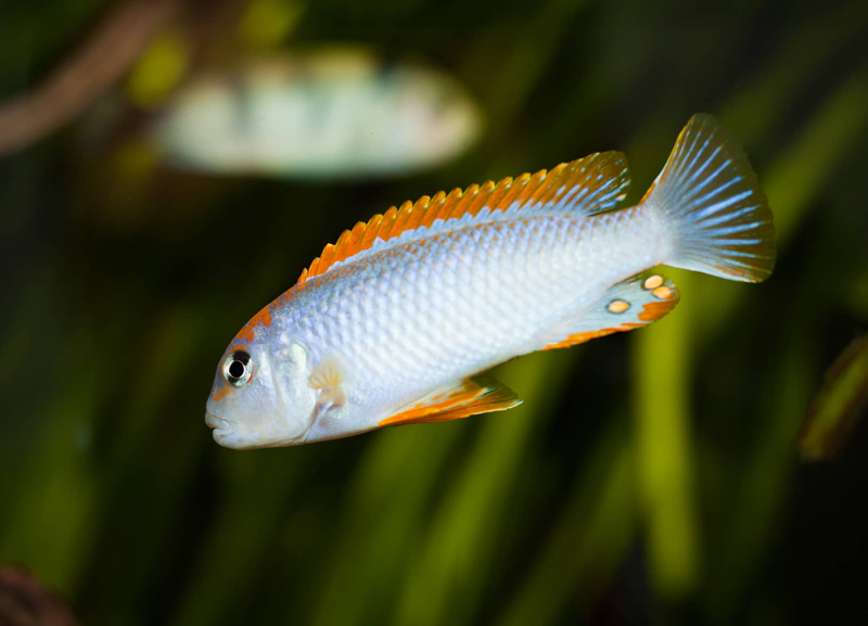 Pseudotropheus sp. 'red top ndumbi' Ndumbi Point; Pseudotropheus sp ...