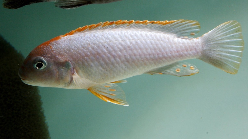Pseudotropheus sp. 'red top ndumbi' Ndumbi Point; Pseudotropheus sp ...