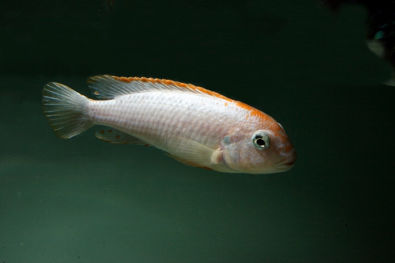 Pseudotropheus sp. 'red top ndumbi' Ndumbi Point; Pseudotropheus sp ...