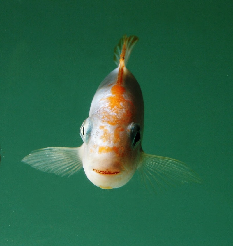 Pseudotropheus sp. 'red top ndumbi' Ndumbi Point; Pseudotropheus sp ...